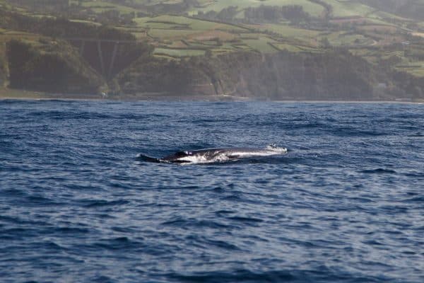 Walvissen en dolfijnen spotten bij de Azoren, zo bijzonder is het!